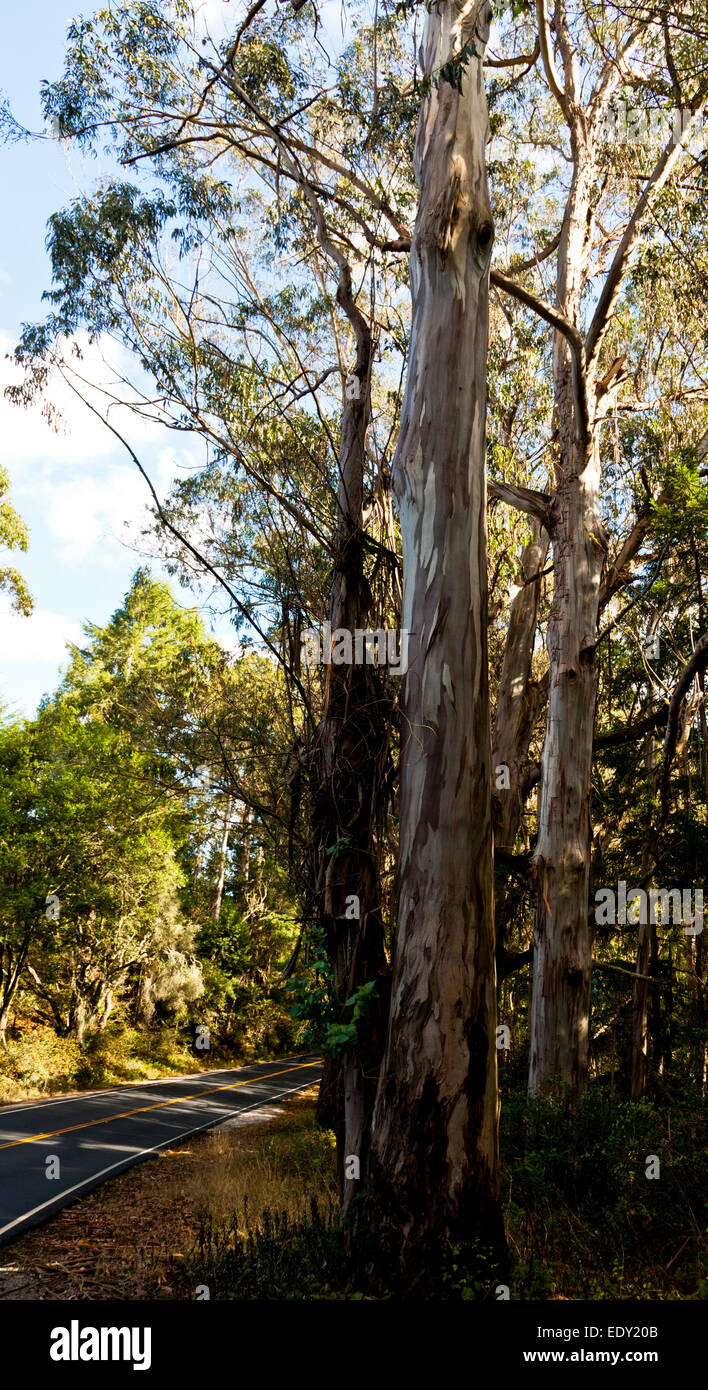 Sun dappled highway hi-res stock photography and images - Alamy