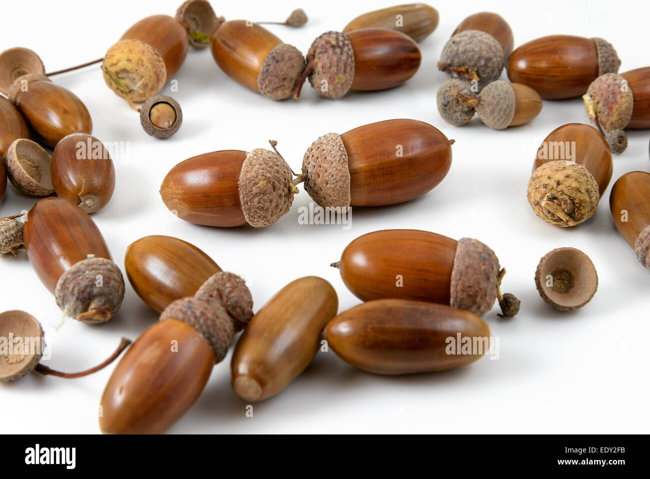 White oak acorns hi-res stock photography and images - Alamy