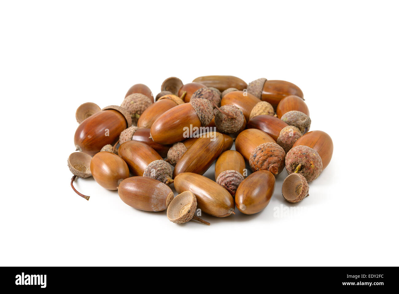 White oak acorns hi-res stock photography and images - Alamy