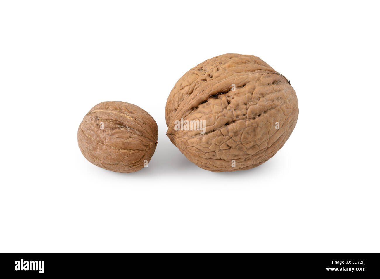 Two walnuts on a white background Stock Photo - Alamy