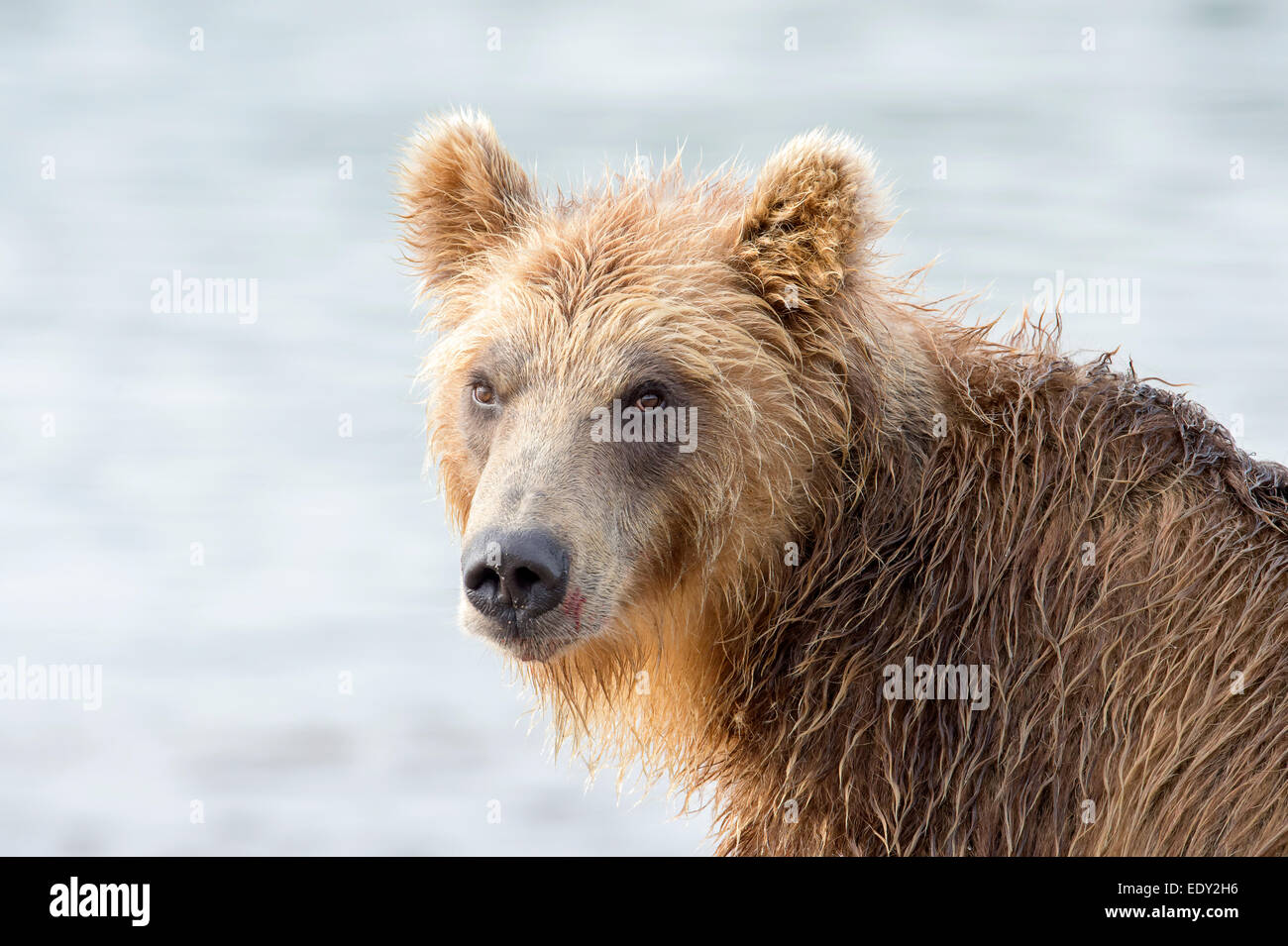 adult brown bear portrait Stock Photo - Alamy