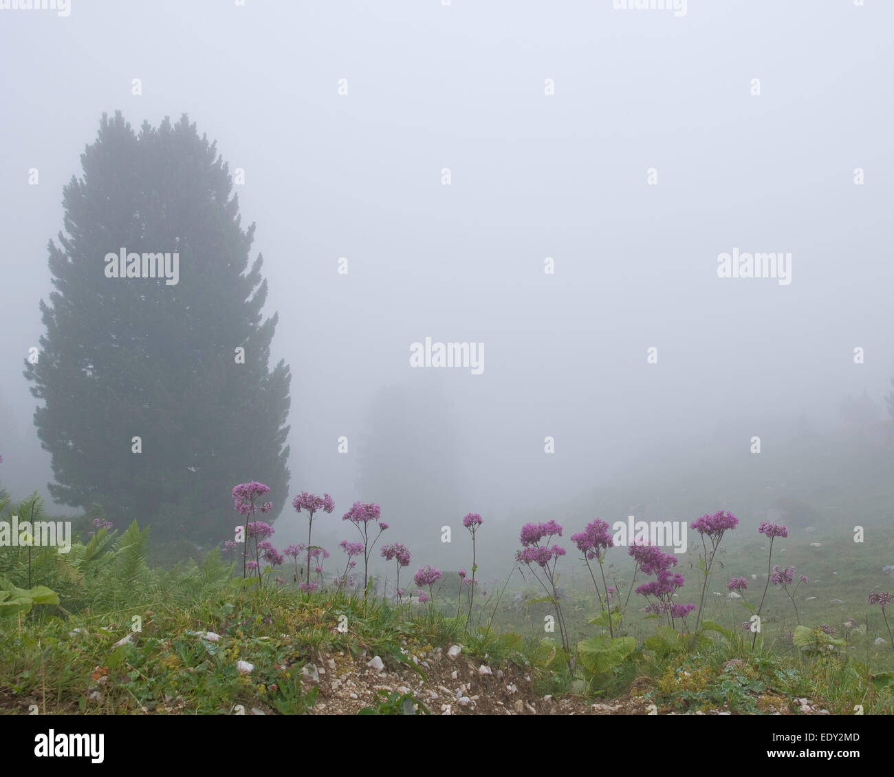 Fog and Flowers Stock Photo - Alamy