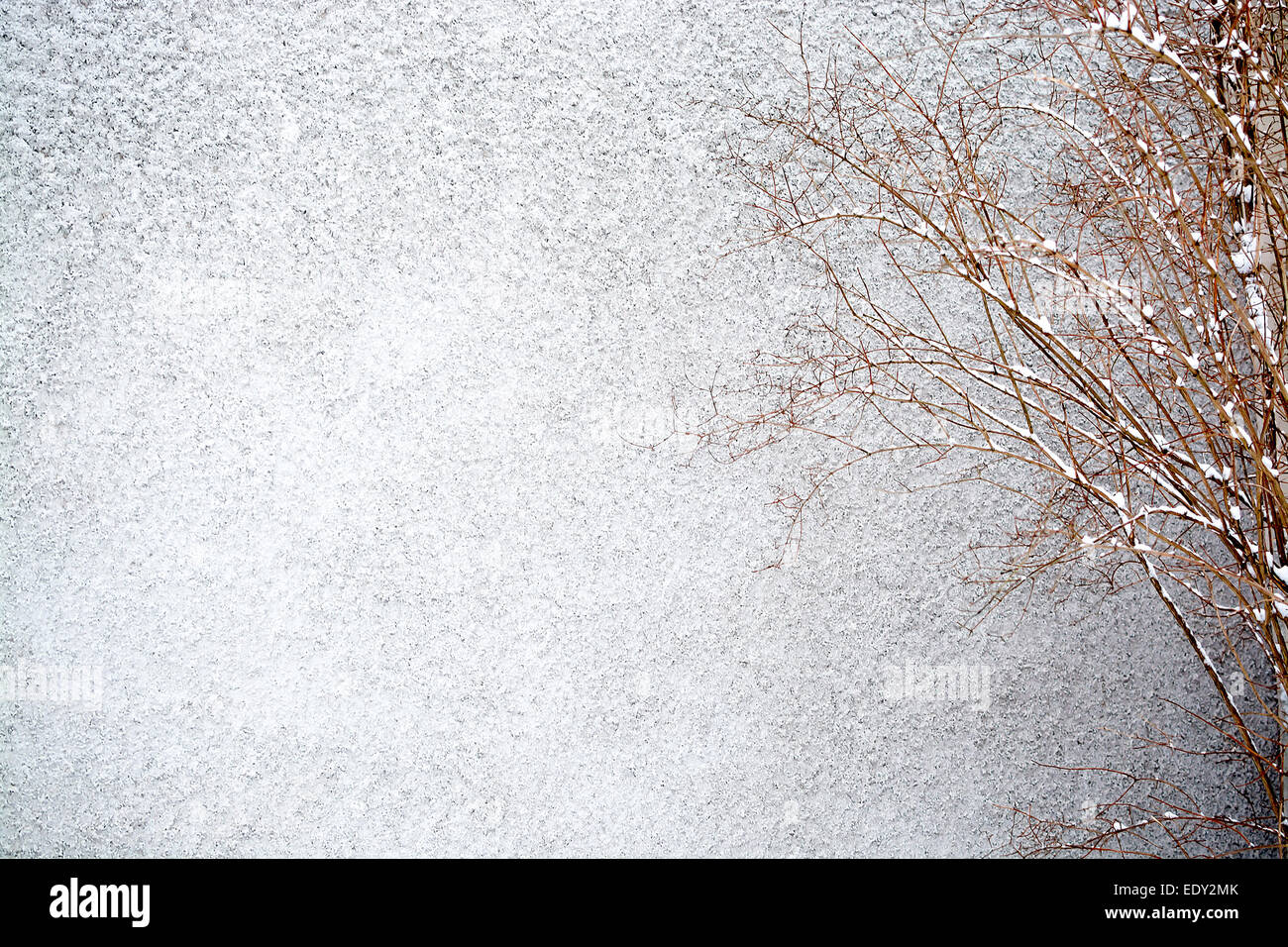Gray roughcast wall and bush with snow background in Vällingby ...