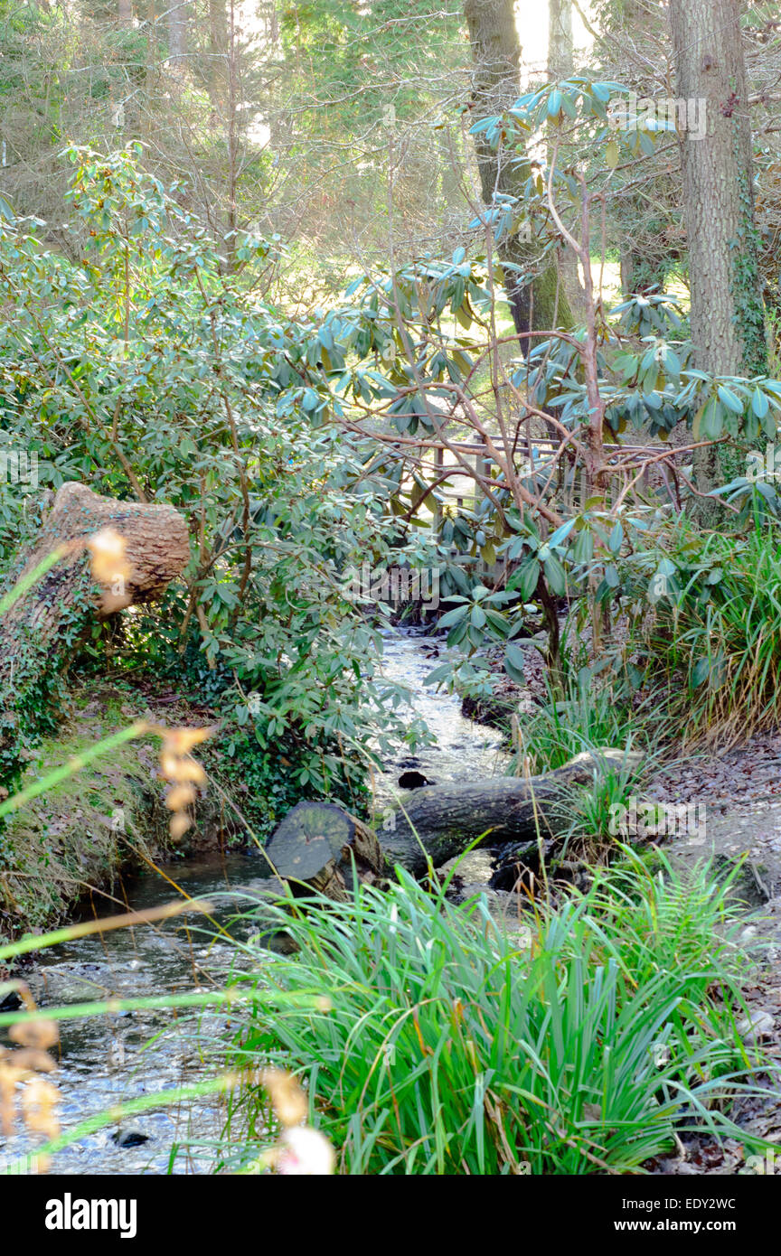 Woodland stream in a city park Stock Photo - Alamy