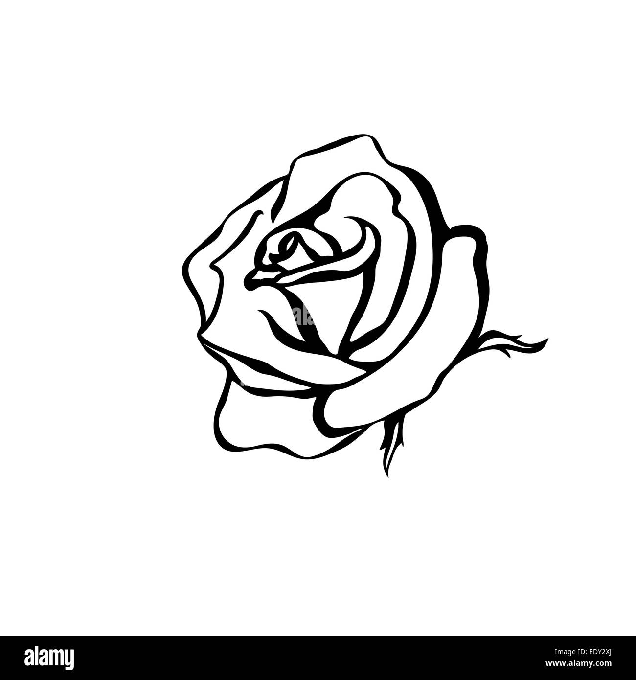 Single rose drawing Black and White Stock Photos & Images - Alamy