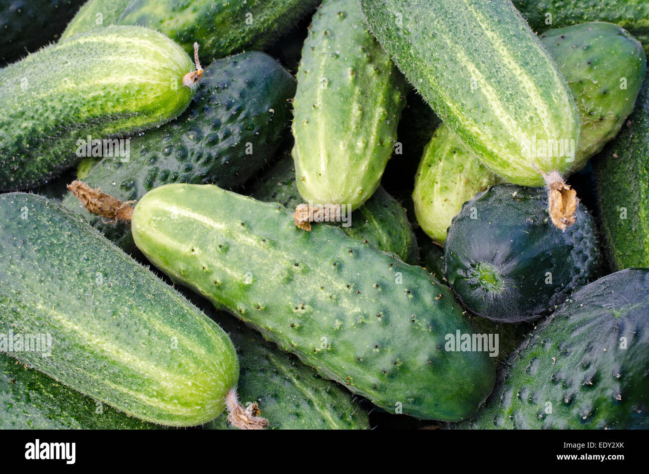 Cucumber fruits hi-res stock photography and images - Alamy