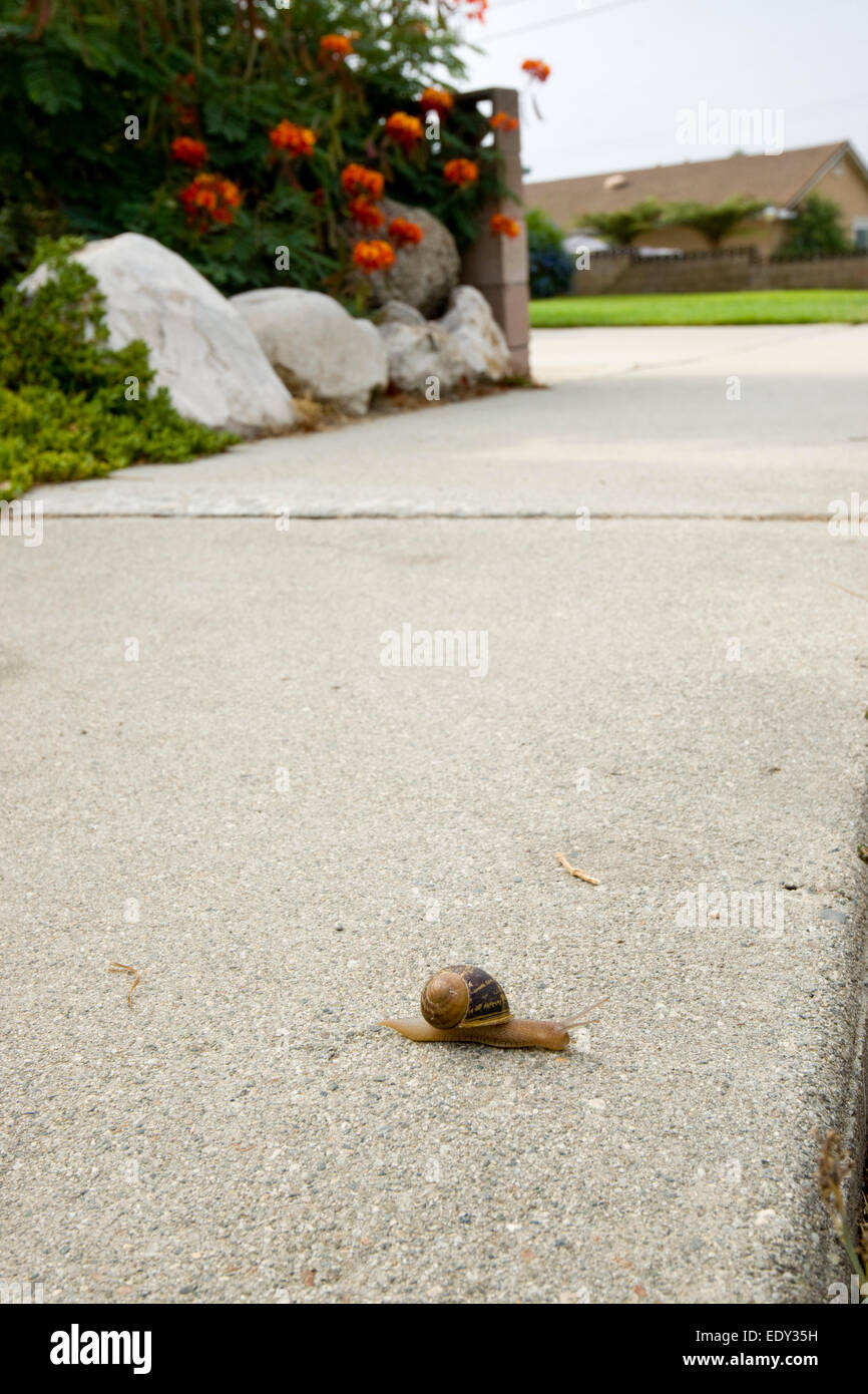 Snail crossing sidewalk Stock Photo - Alamy