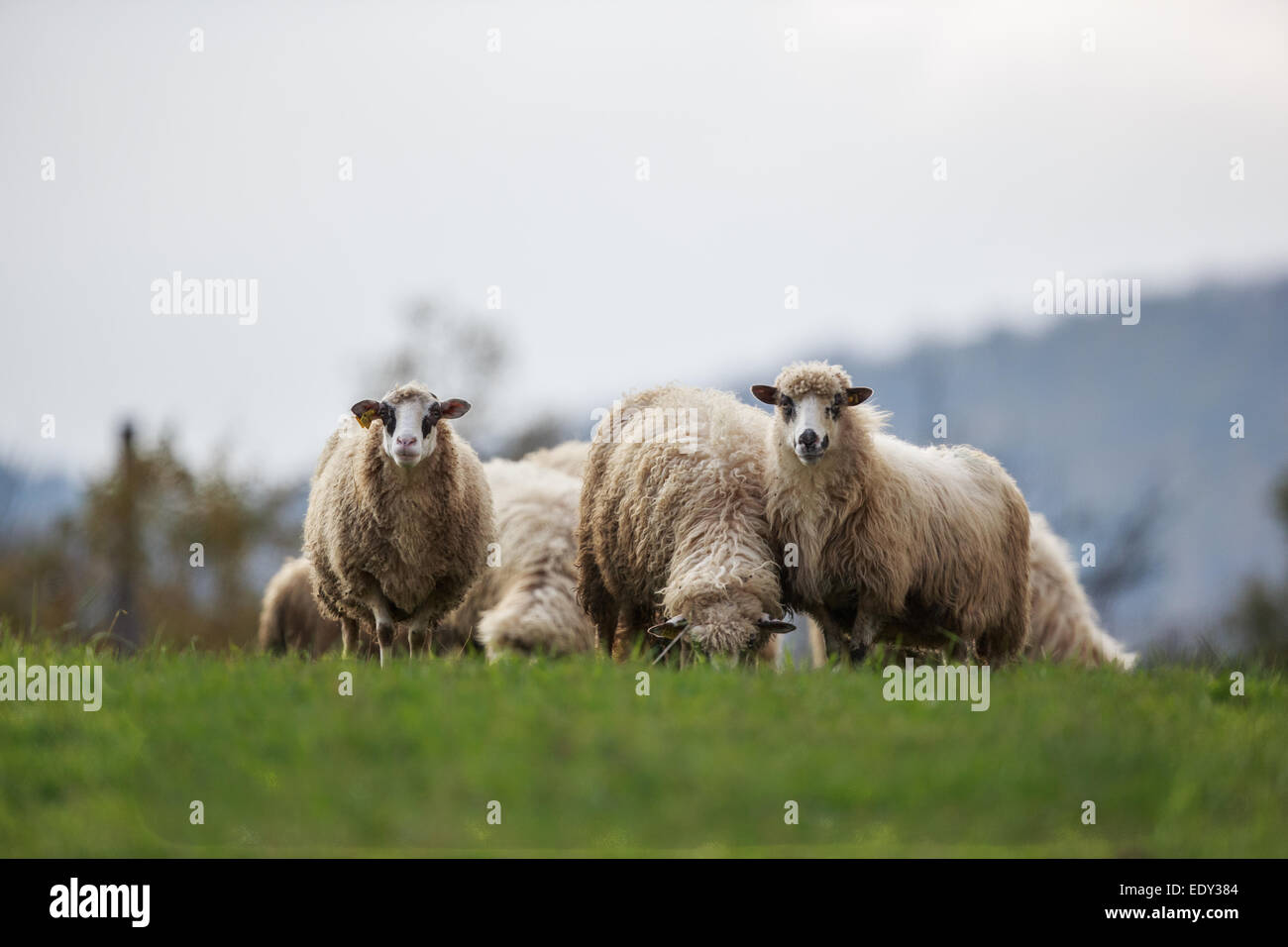 Croatia meadow hi-res stock photography and images - Alamy