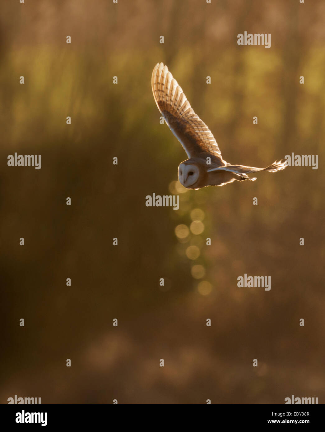 Wild Barn Owl Tyto Alba hunting over Gloucestershire grasslands Stock ...