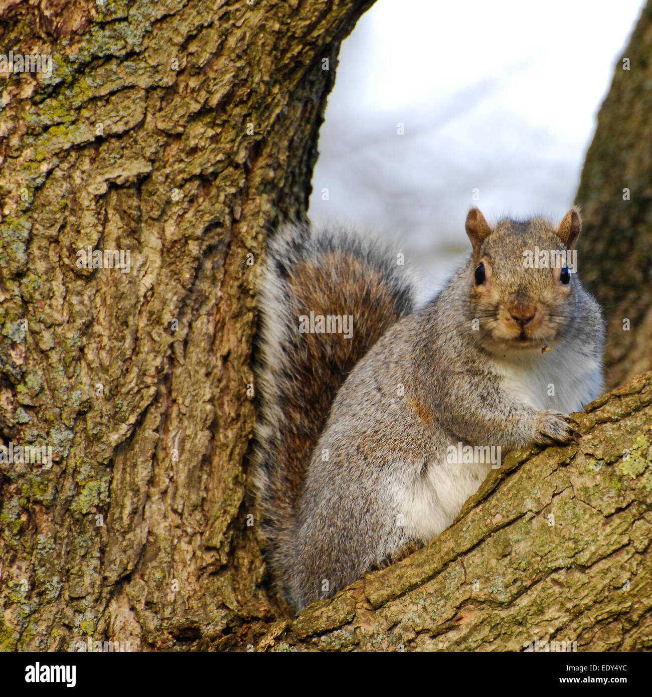 Grey squirrel in a tree Stock Photo - Alamy