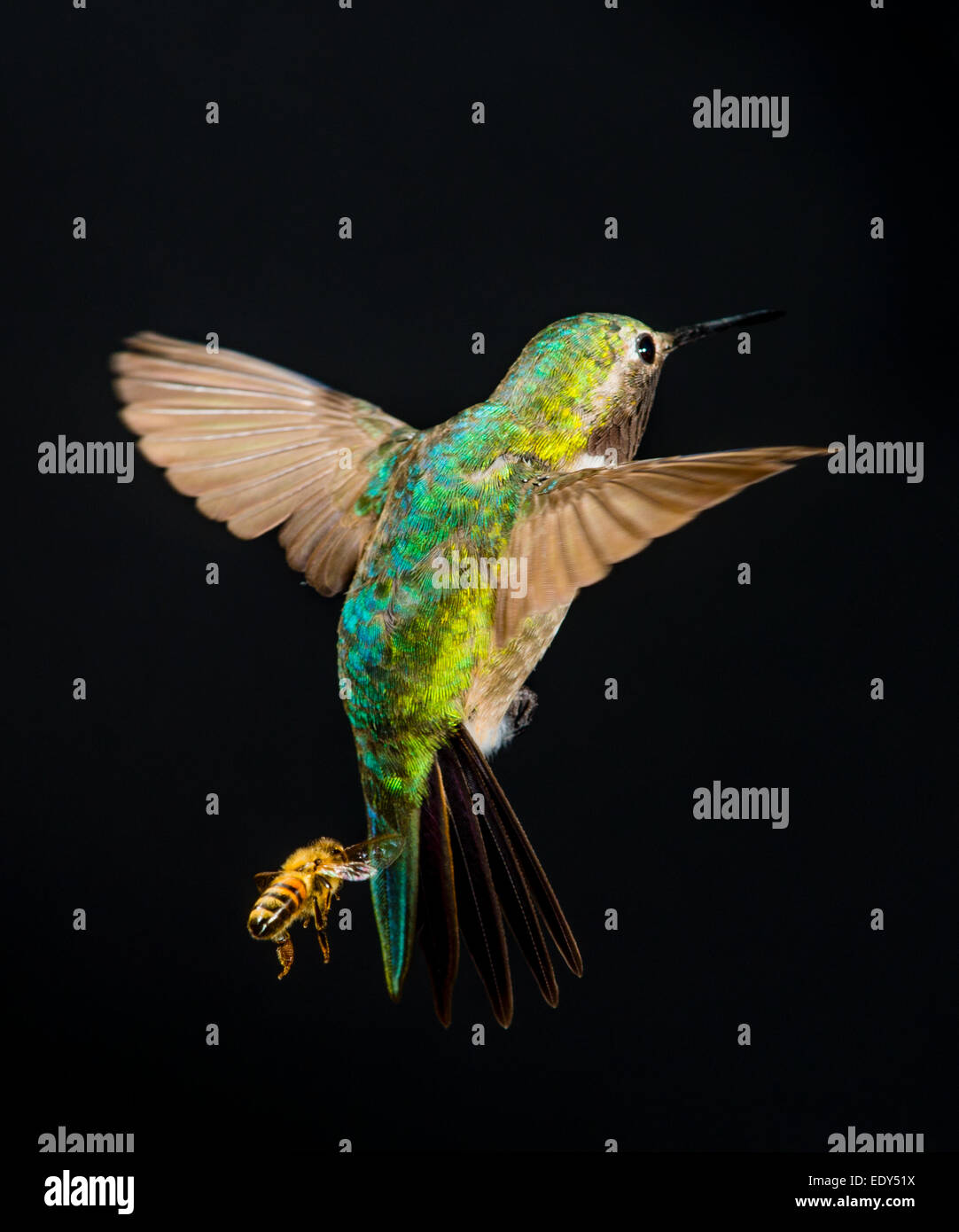 Bee hummingbird hi-res stock photography and images - Alamy