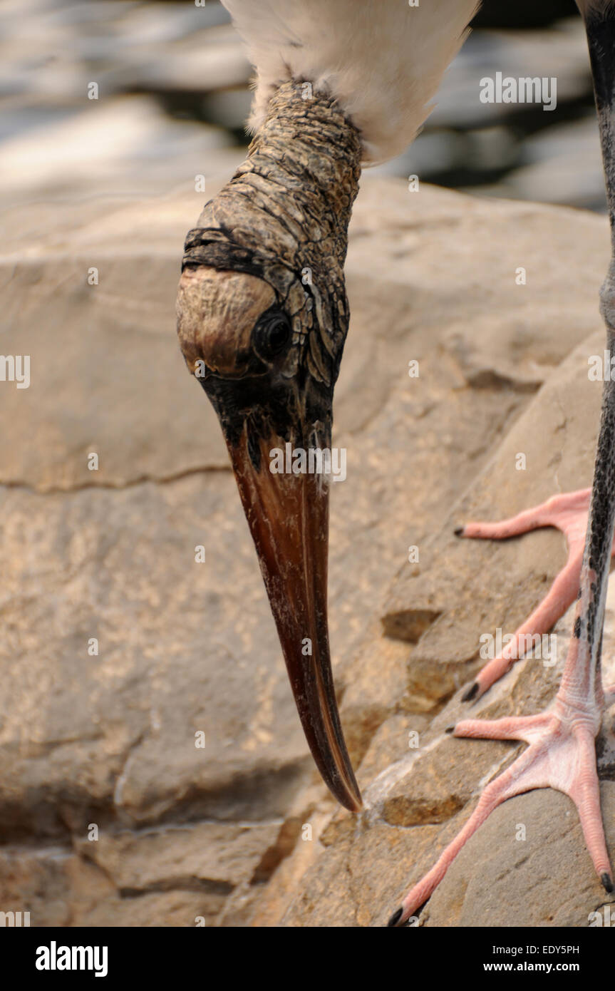 Stork view hi-res stock photography and images - Alamy