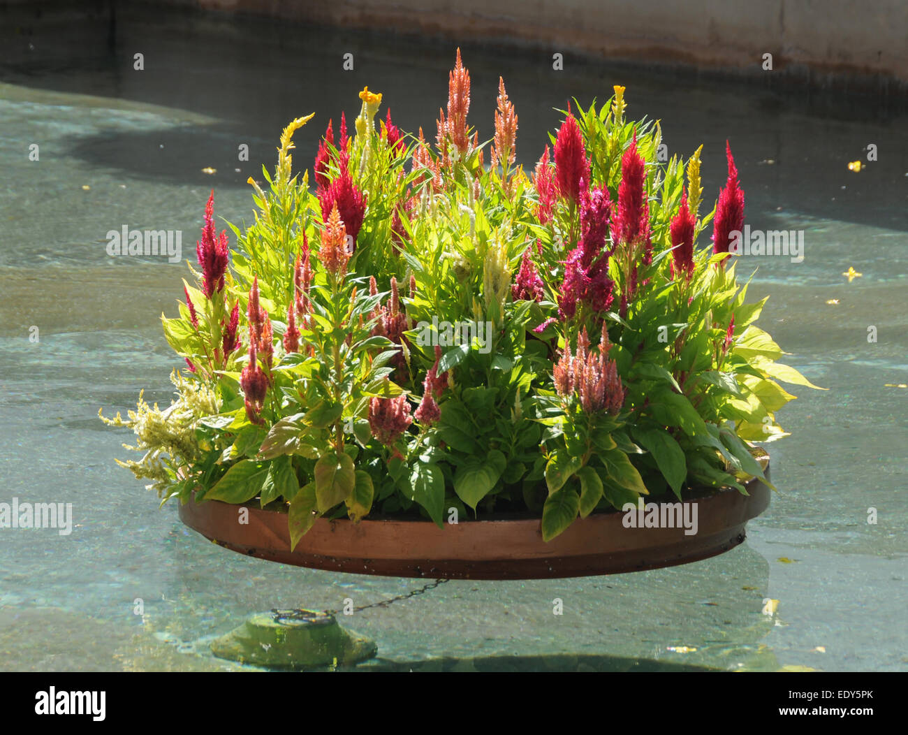 Round flower bed hi-res stock photography and images - Alamy