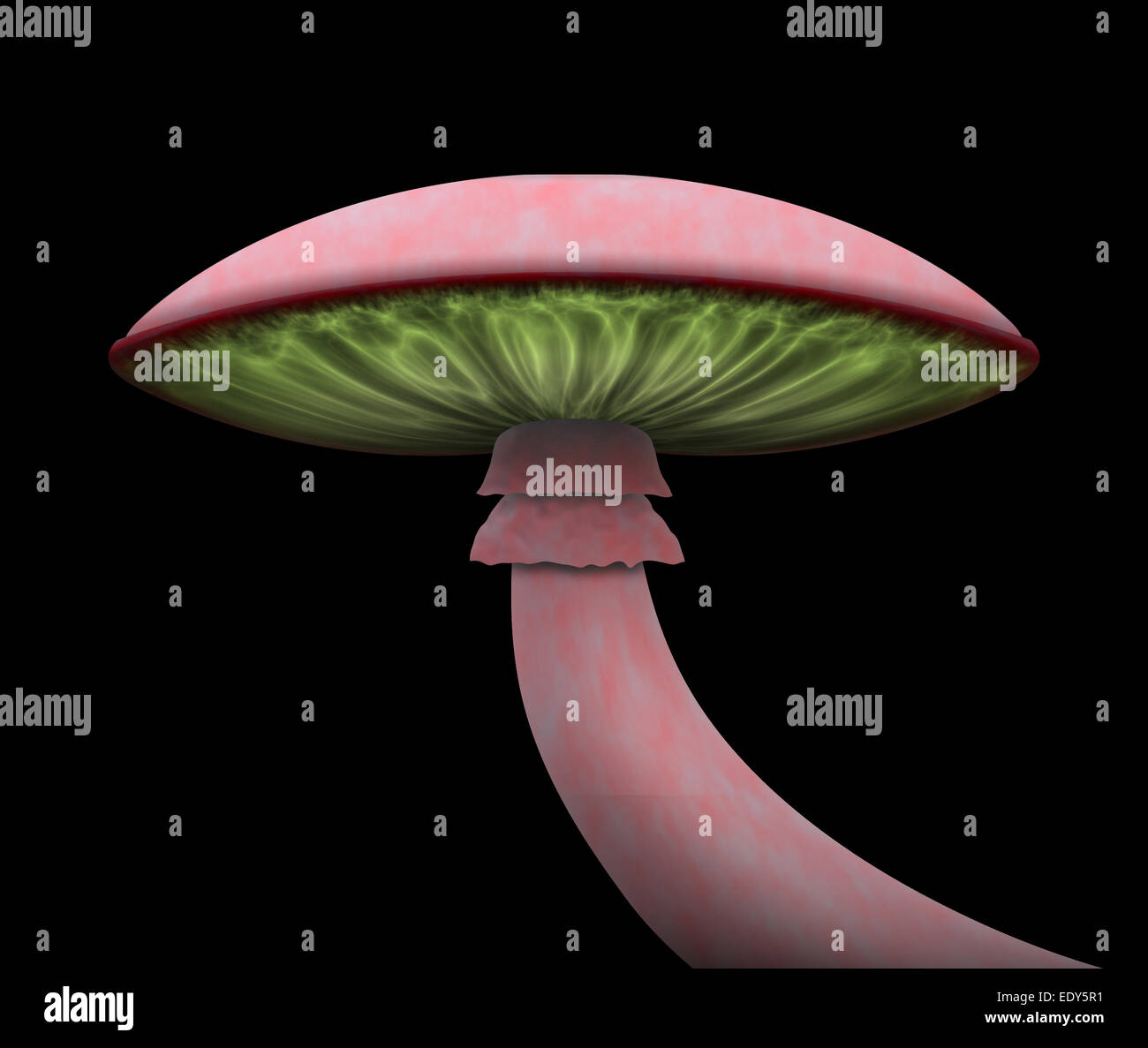 Pink Mushroom Stock Photos & Pink Mushroom Stock Images - Alamy