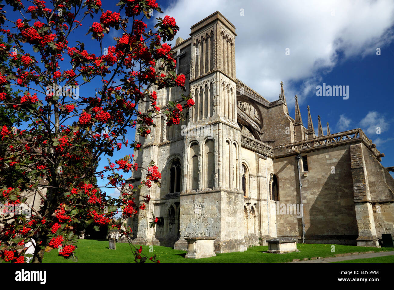 A tree with red berries with a medieval stone abbey in the background ...