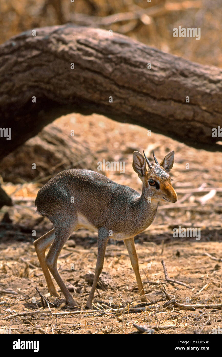 Guentheri hi-res stock photography and images - Alamy