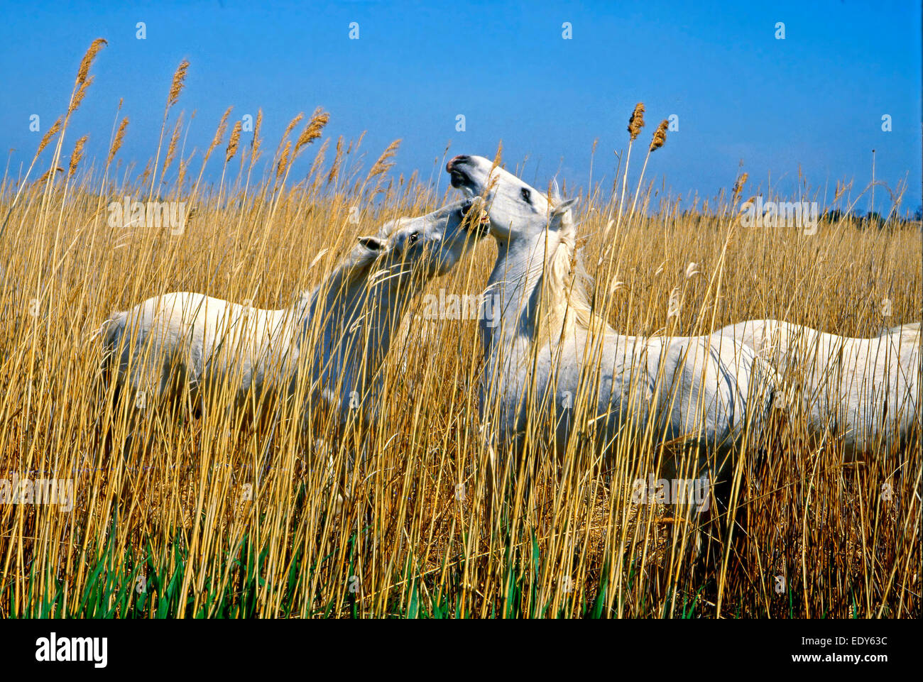 Stallions hi-res stock photography and images - Alamy