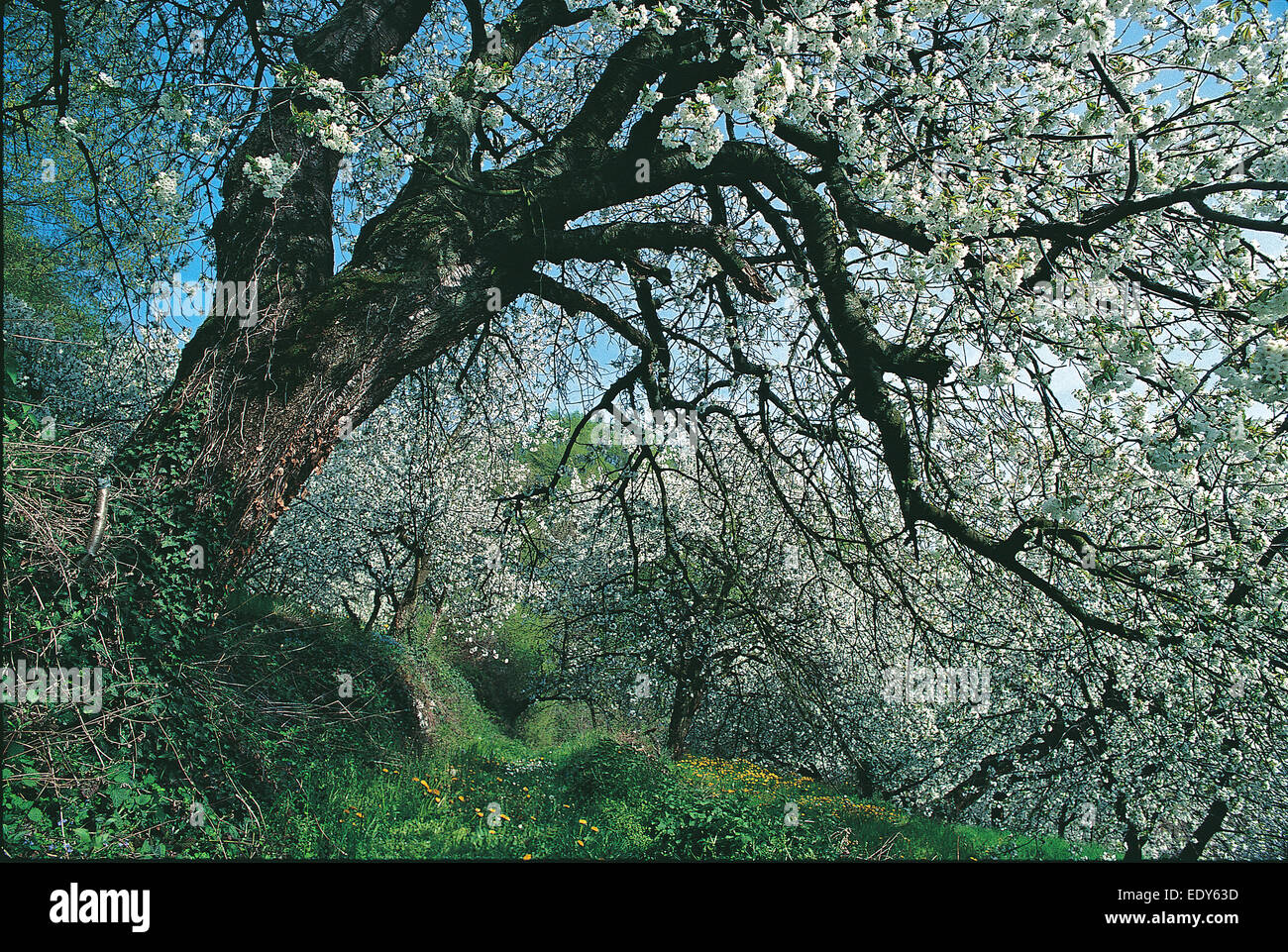 Large Cherry tree in bloom (Prunus avium) into a orchard or fruitful ...