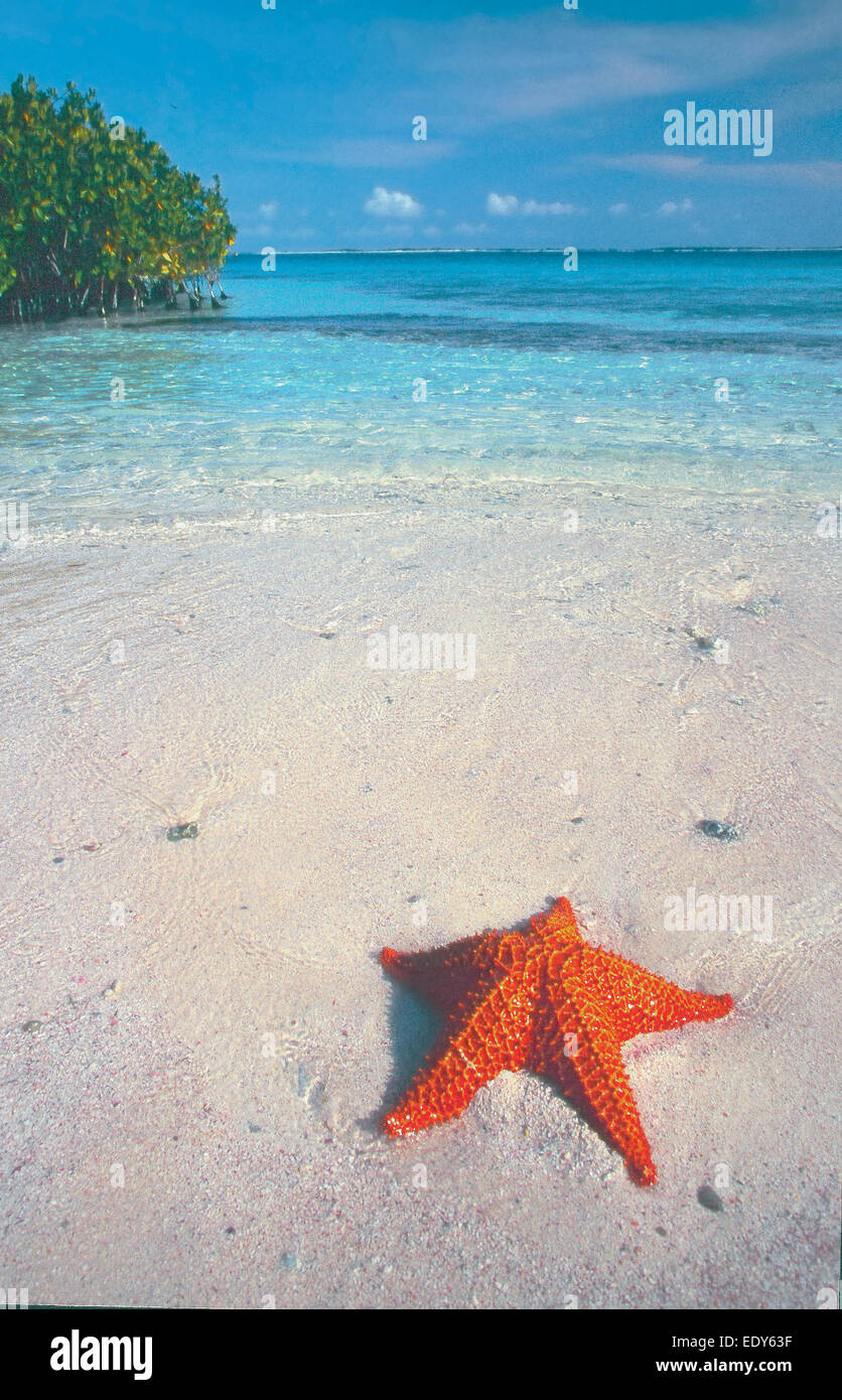 Red cushion sea star or West Indian sea star (Oreaster reticulatus) Los ...