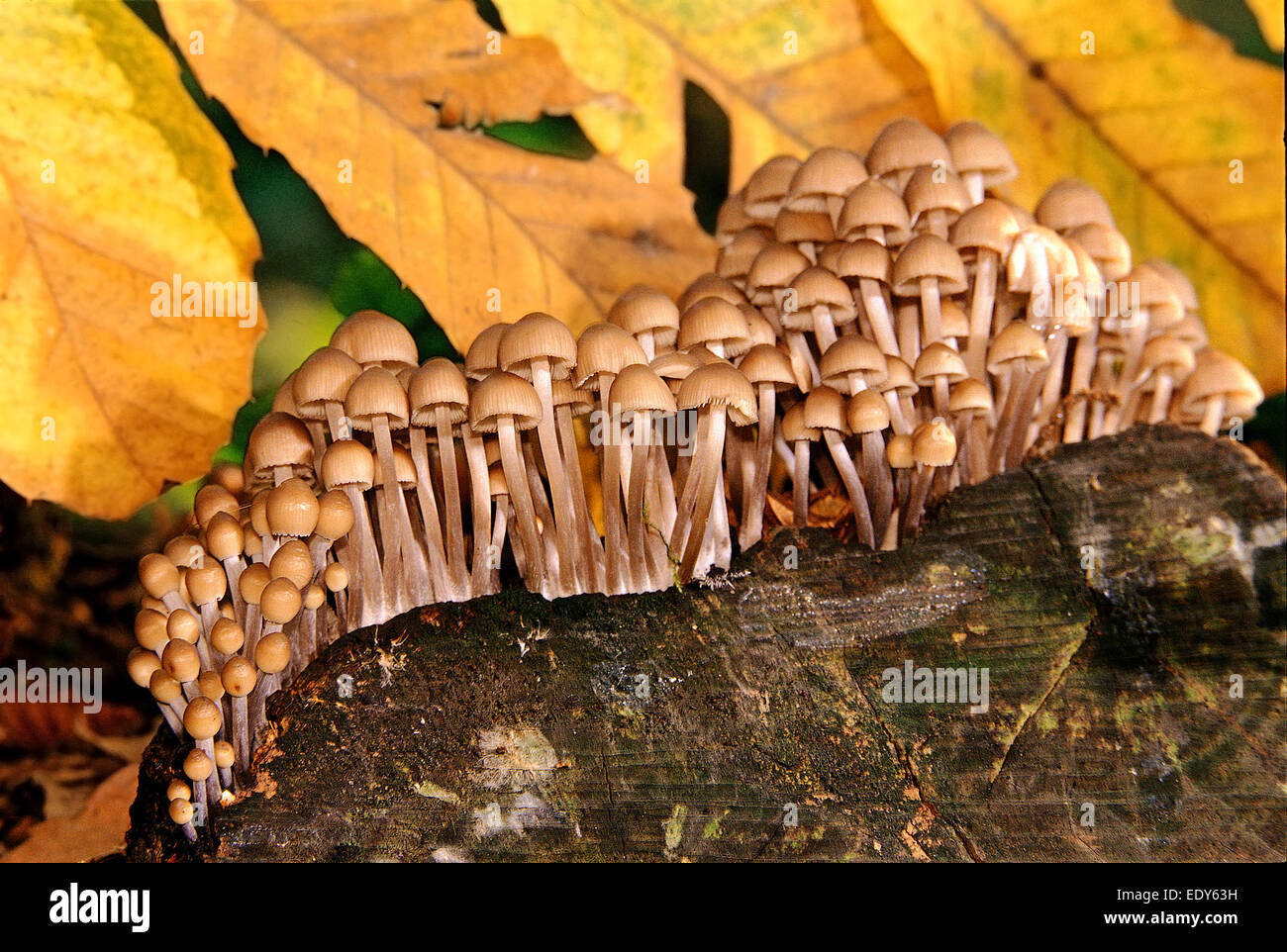 Many small fungi hi-res stock photography and images - Alamy