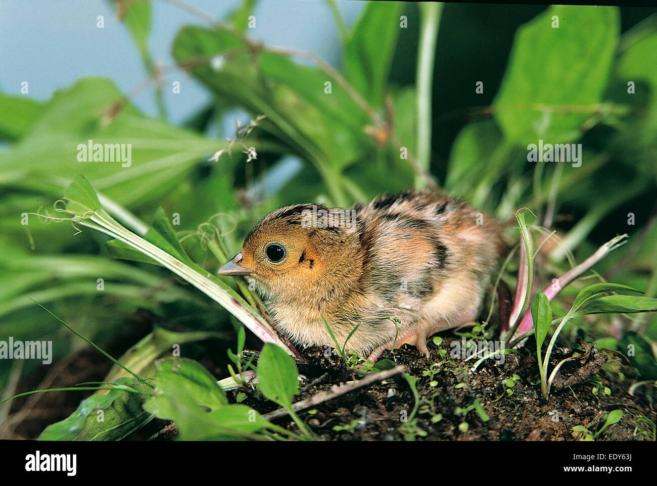 Juvenile pheasant hi-res stock photography and images - Alamy