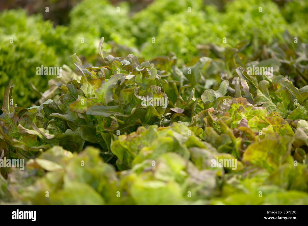 Assorted lettuce at farmer's market Stock Photo - Alamy