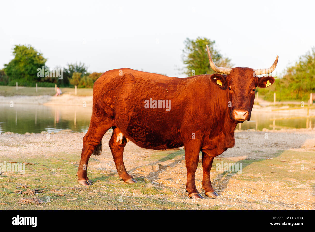 Horned cattle in the new forest Stock Photo - Alamy