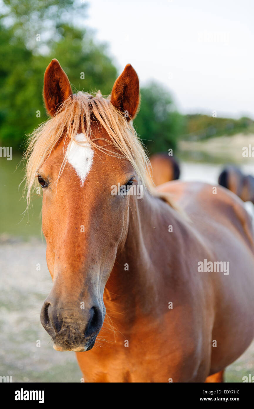 Pony hi-res stock photography and images - Alamy