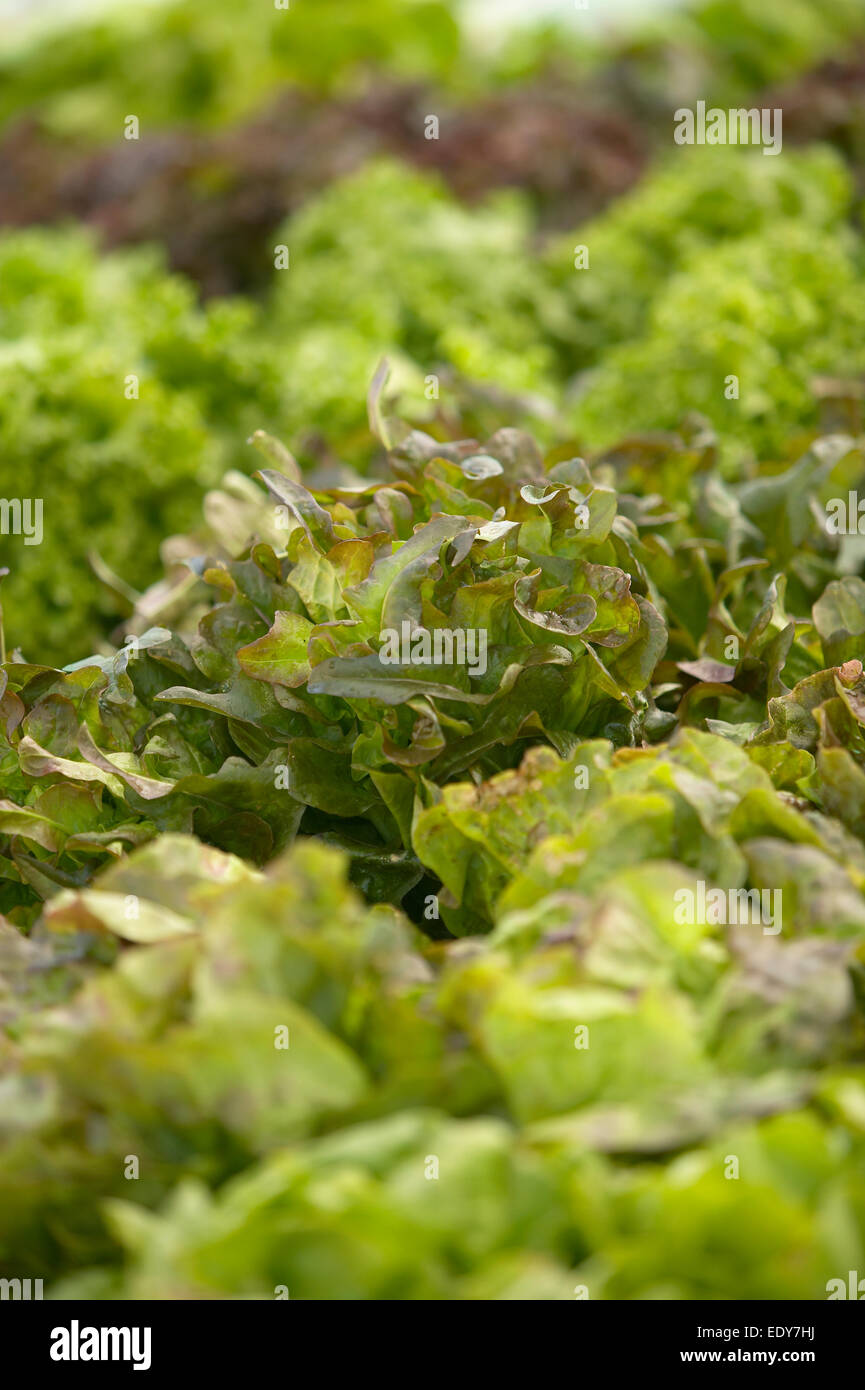 Assorted lettuce at farmer's market Stock Photo - Alamy