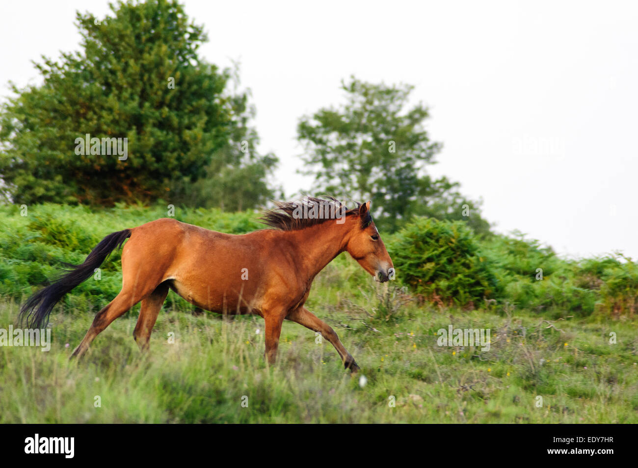 Galloping horses single hi-res stock photography and images - Alamy