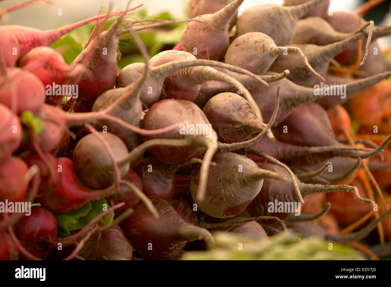 Beets with roots at Farmer's Market Stock Photo - Alamy