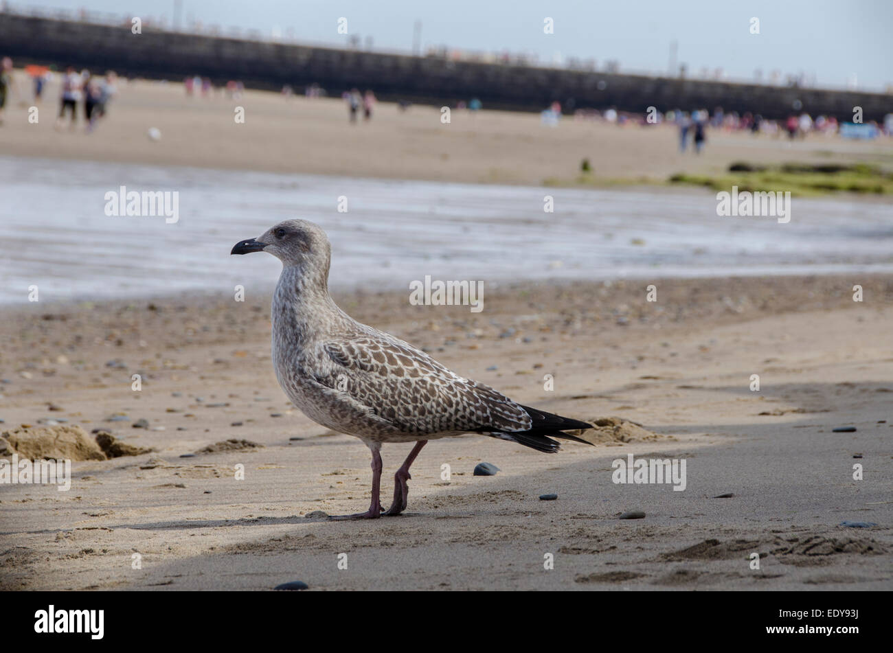 Mottled plumage hi-res stock photography and images - Alamy