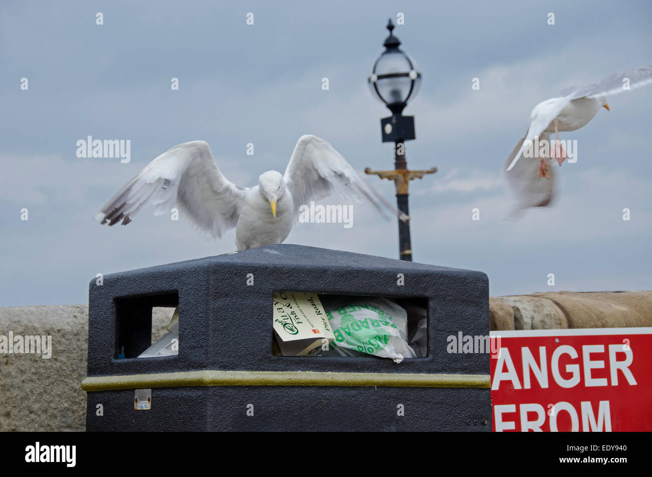 Rubbish bin scavenger hi-res stock photography and images - Alamy