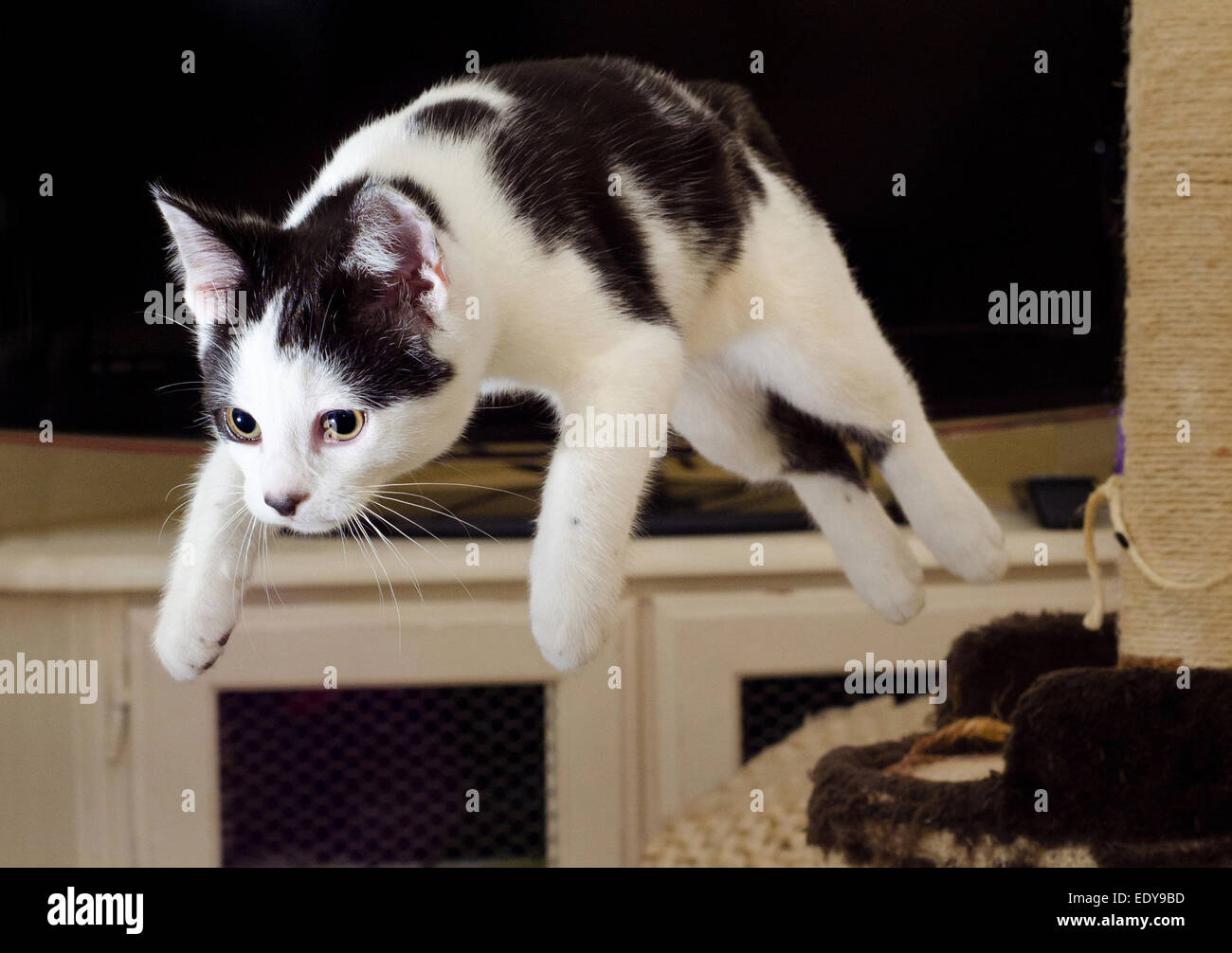 Domestic cat at play Stock Photo - Alamy