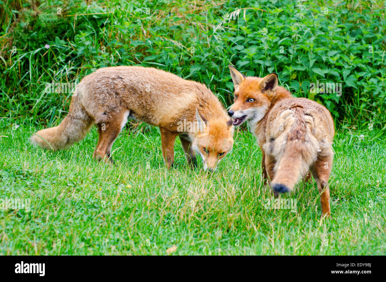 Red foxes at the British Wildlife Centre, Surrey Stock Photo - Alamy