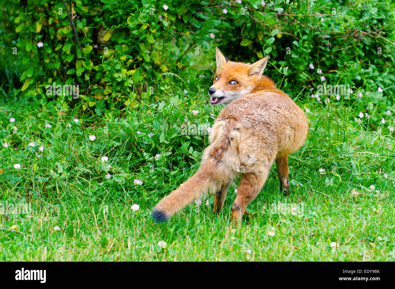 Red fox at the British Wildlife Centre, Surrey Stock Photo - Alamy