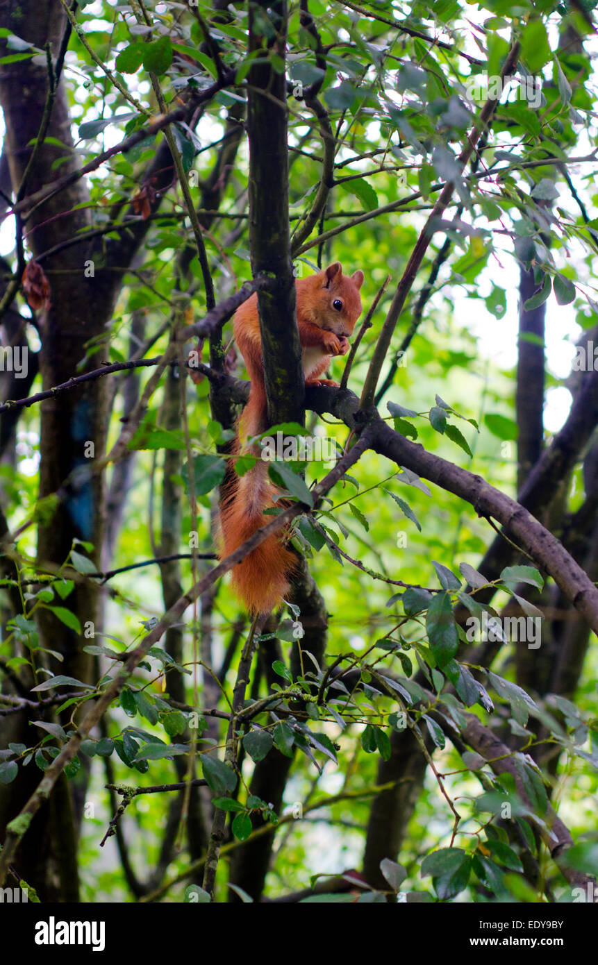 Native british animals hi-res stock photography and images - Alamy