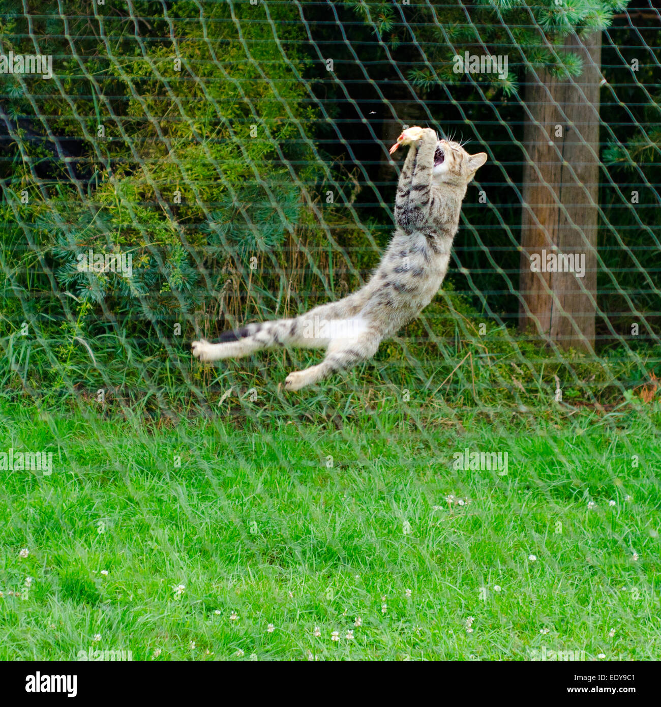 Scottish Wild Cats being fed at the British Wildlife Centre, Surrey ...