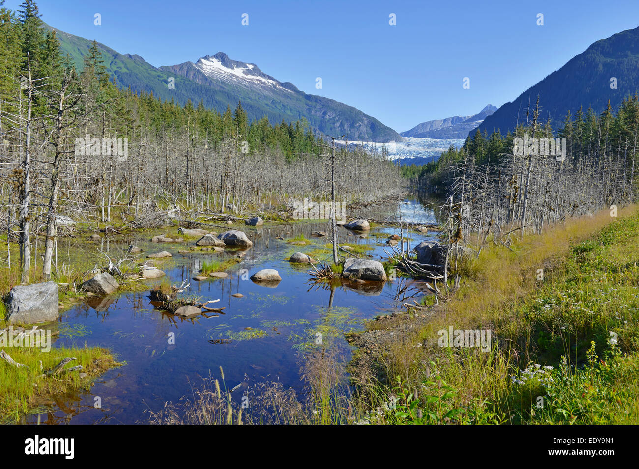 Alaska landscape near Juneau Alaska, with Mendenhall Glacier Stock ...