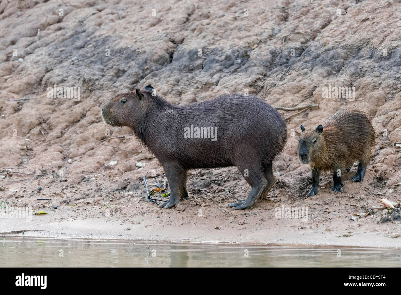 Capybara baby hi-res stock photography and images - Alamy