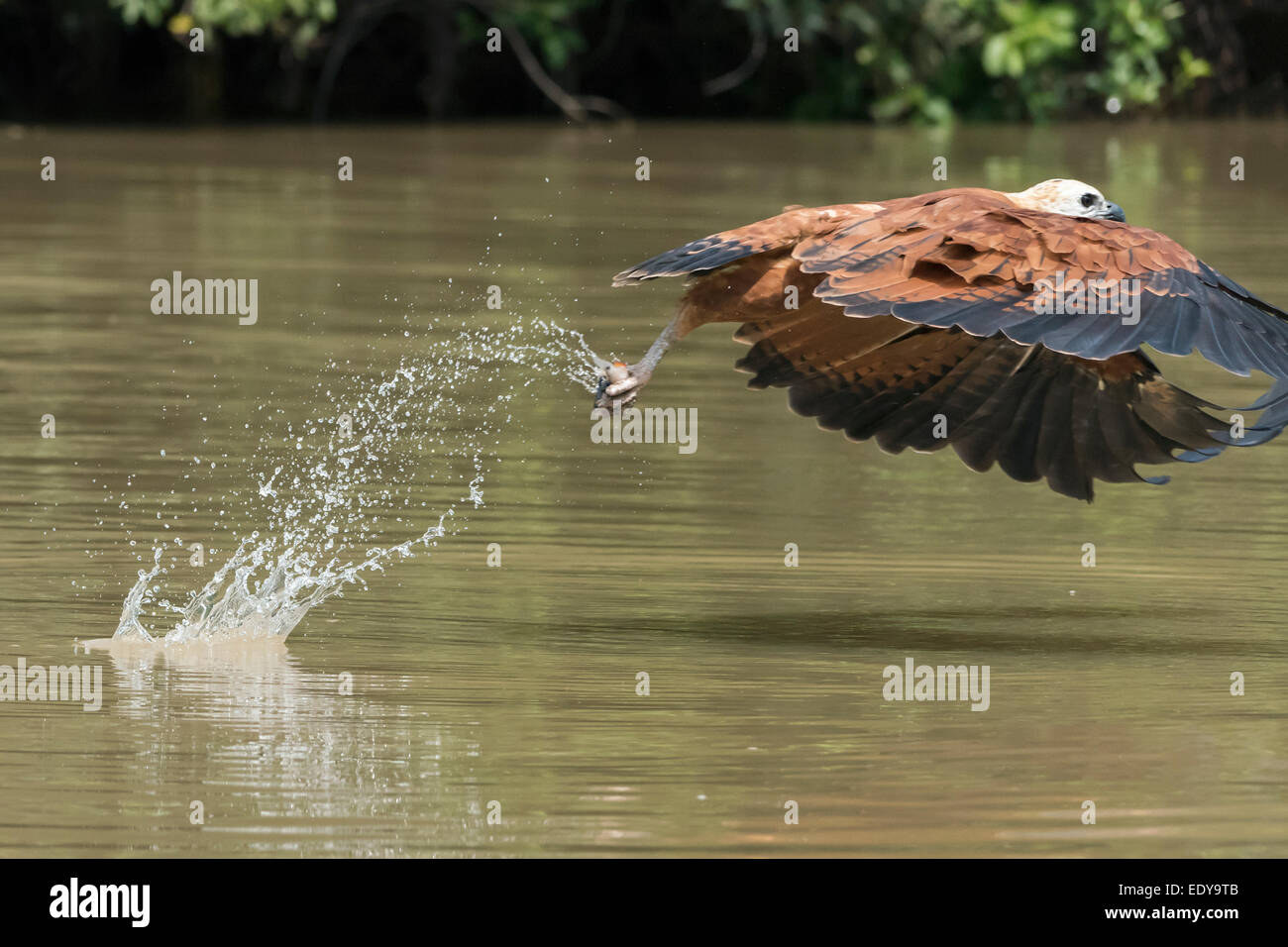 Black collared hawk catching a fish, Rio Pixaim, Pantanal Brazil Stock ...