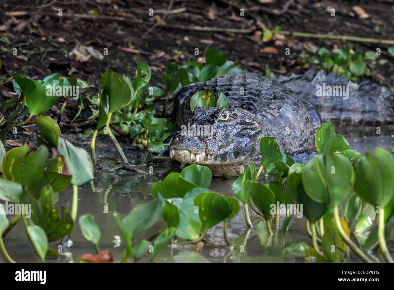 Caiman lurking among water hyacinths, Rio Pixaim, Pantanal Brazil Stock ...