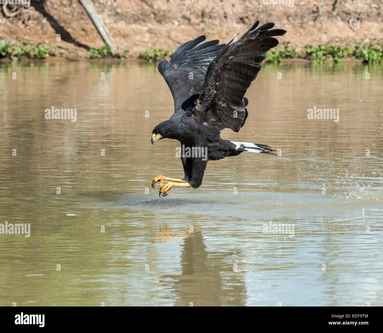 Grabbing fish hi-res stock photography and images - Alamy