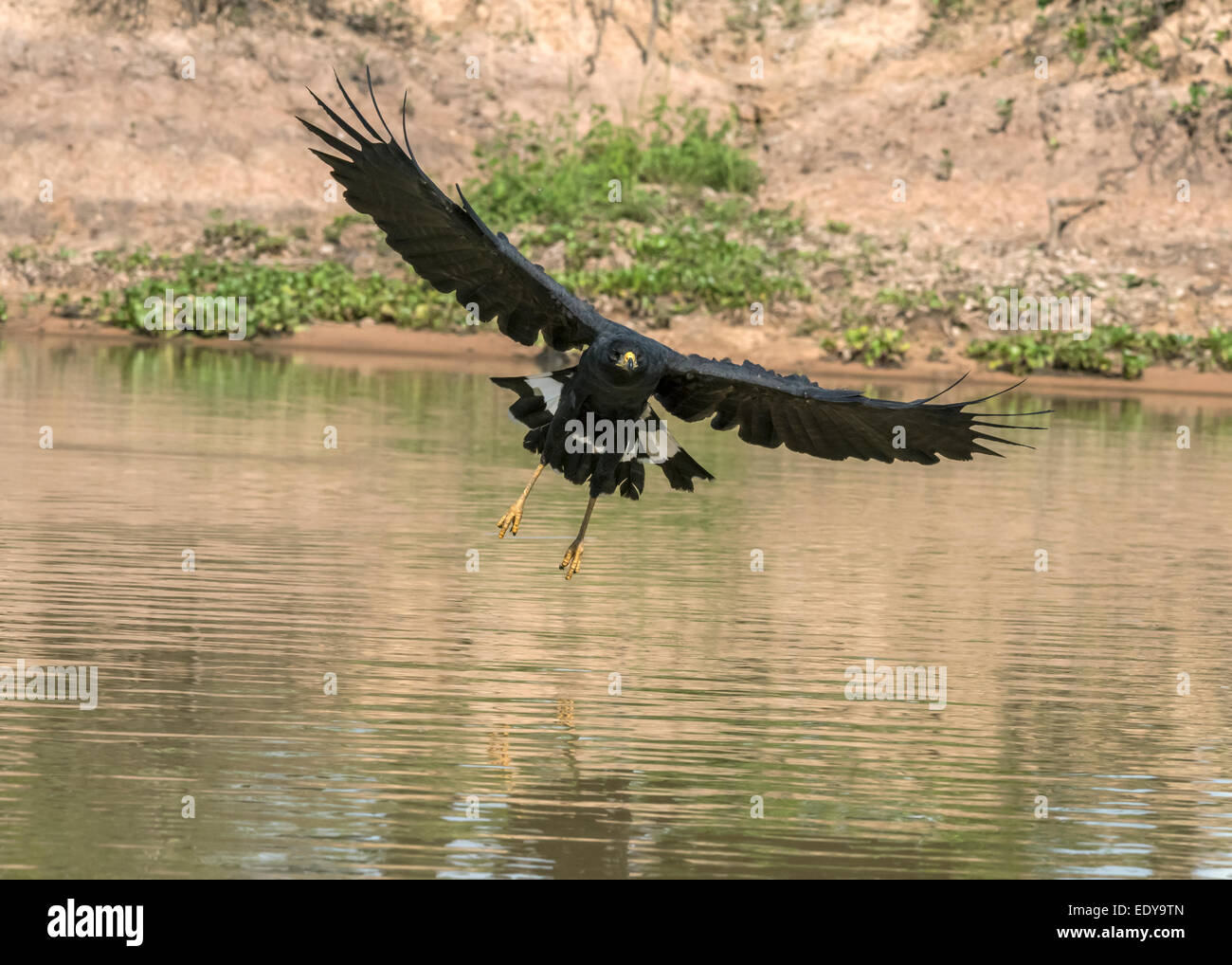 Common black hawk flying down to catch a fish, Rio Pixaim, Pantanal ...