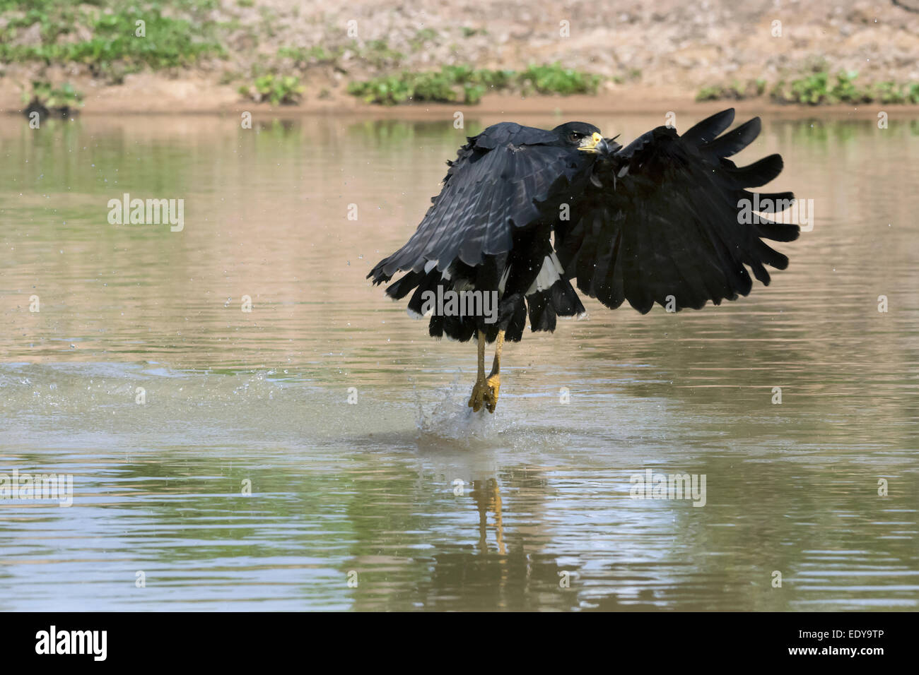 Grabbing Fish High Resolution Stock Photography and Images - Alamy