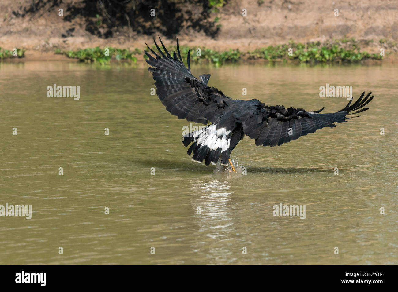Moment of catching a fish hi-res stock photography and images - Alamy