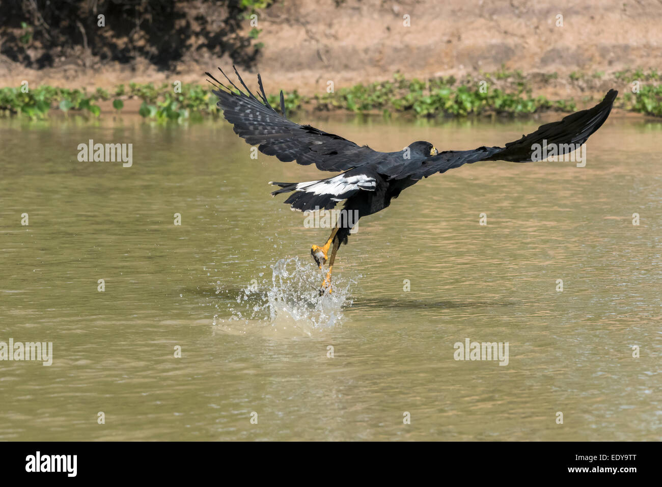 Common black hawk grabs fish hi-res stock photography and images - Alamy