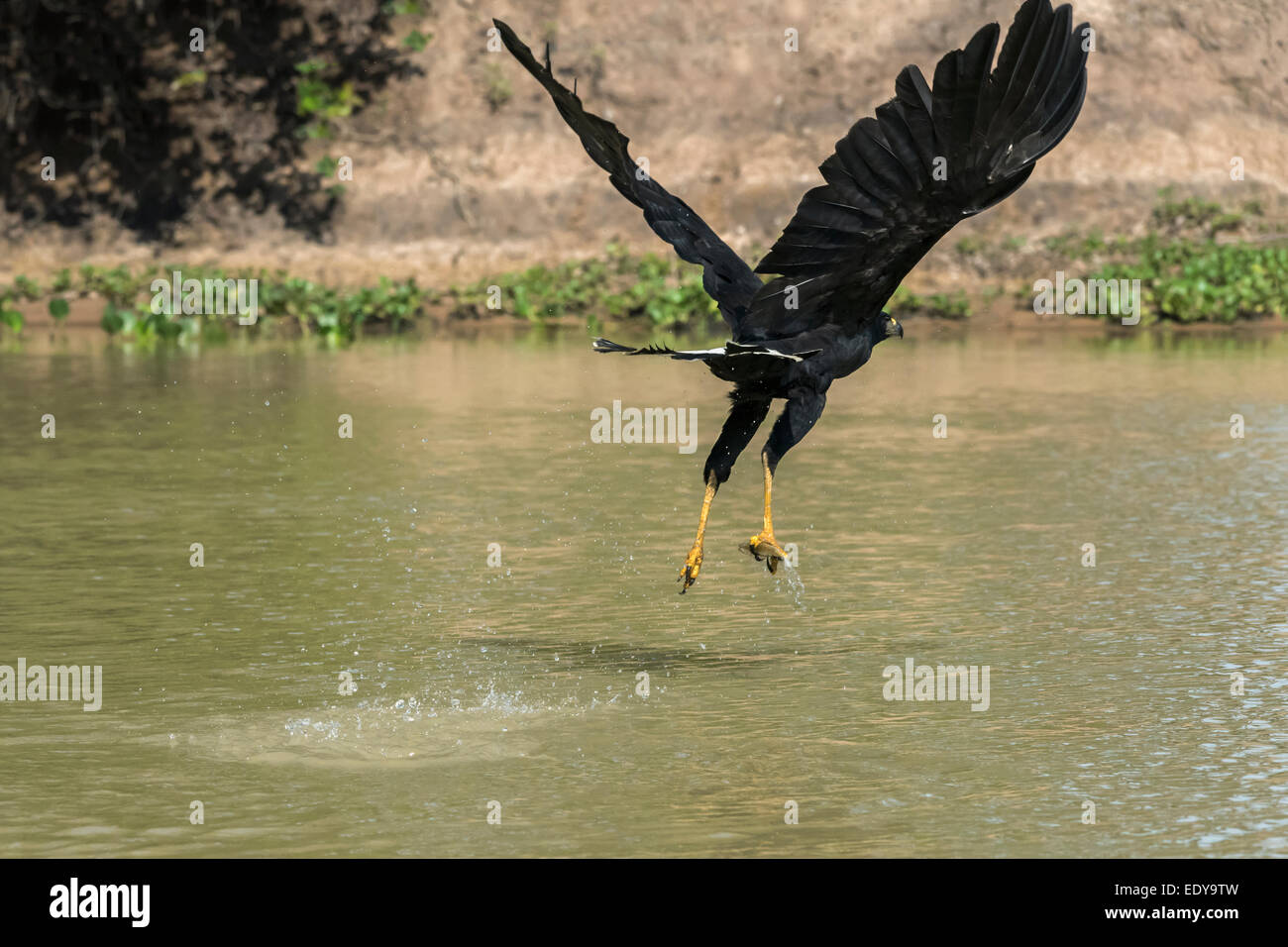 Common black hawk grabs fish hi-res stock photography and images - Alamy
