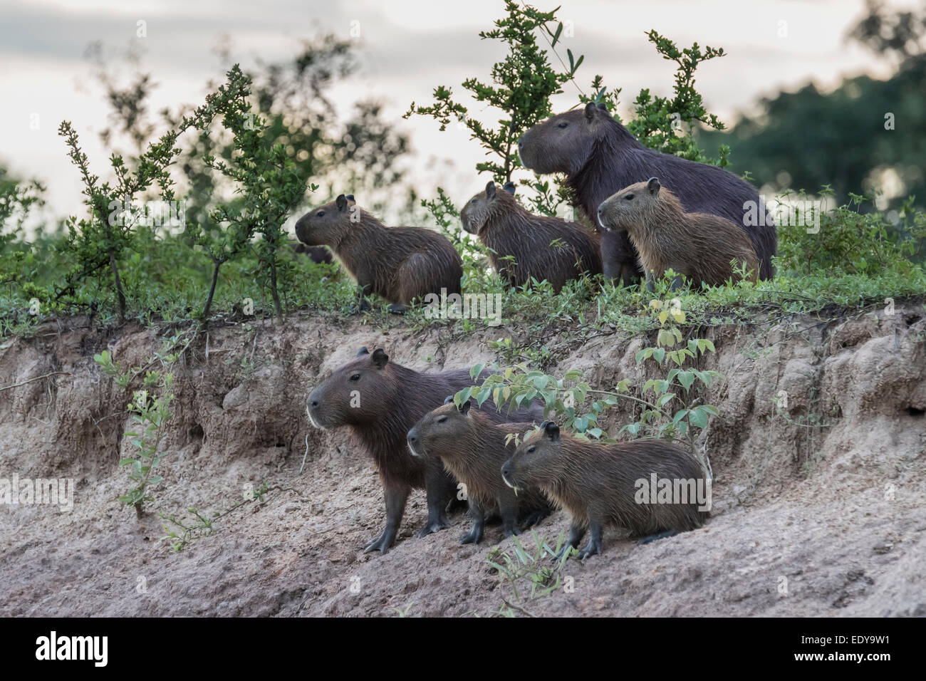 Family of capybaras, Rio Pixaim, Pantanal Brazil Stock Photo - Alamy