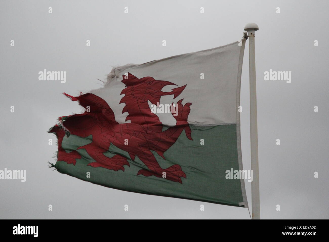 The national flag of of Wales boldly flies high after being battered by ...